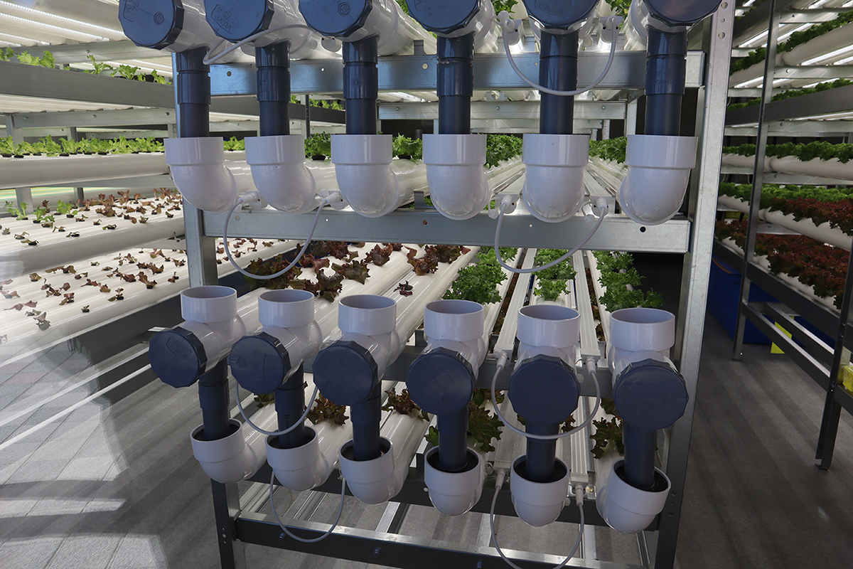 Cherishing the past on the path to the future | The Japan Times